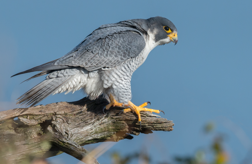 Birds: What does it mean to be fastest? - Animal Kingdom