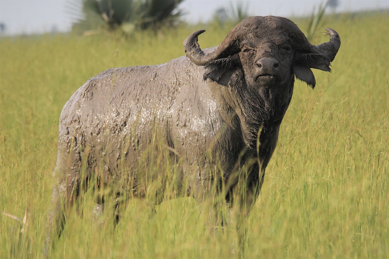 Africa’s Big 5 - Animal Kingdom