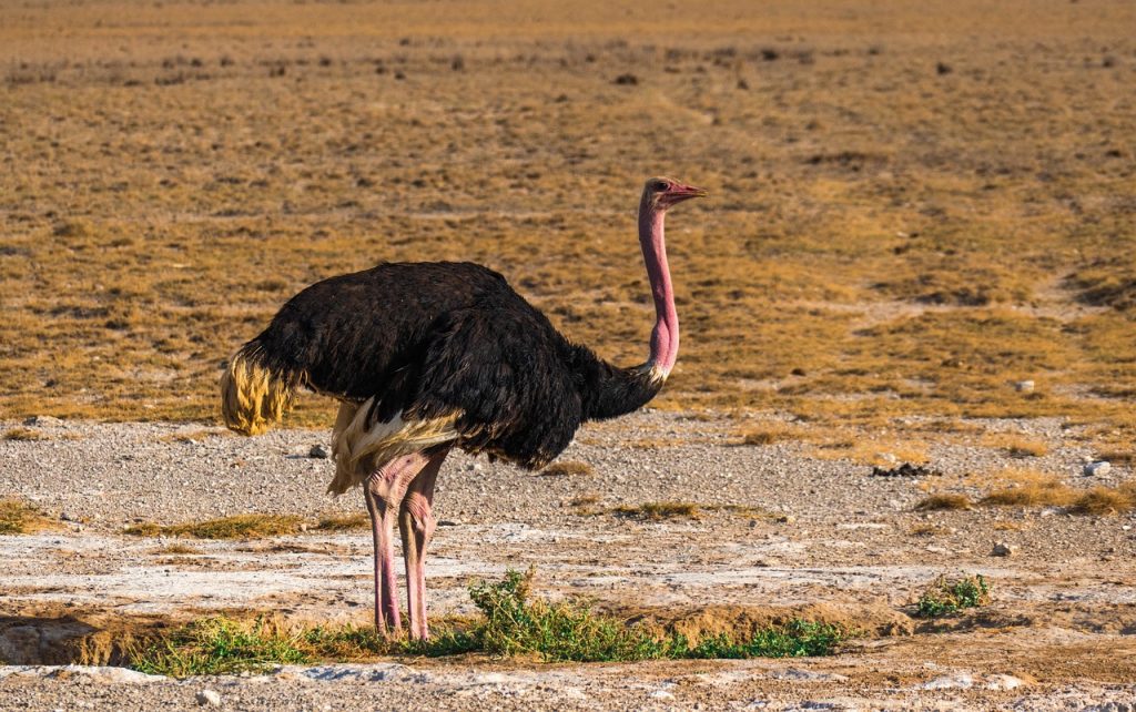 Birds: What does it mean to be fastest? - Animal Kingdom