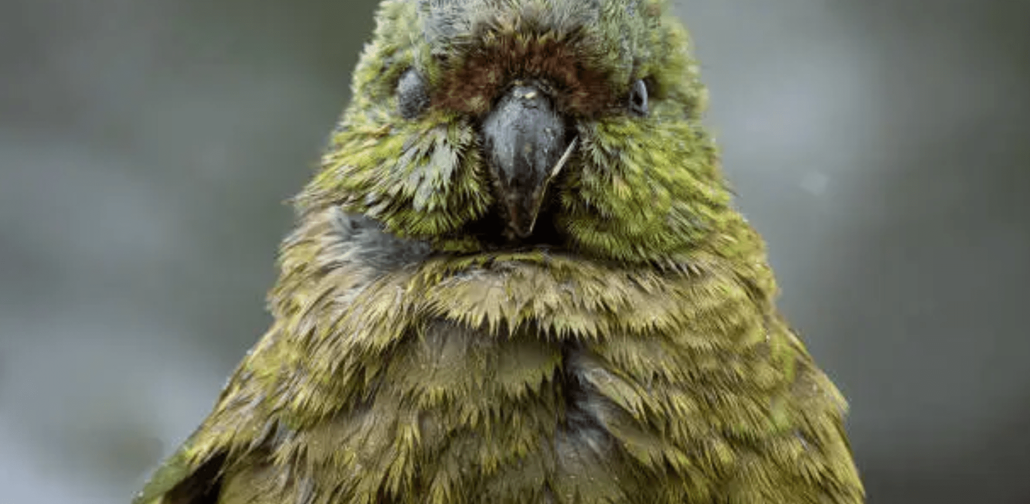 10 Critically Endangered Animal Species in the World - Animal Kingdom