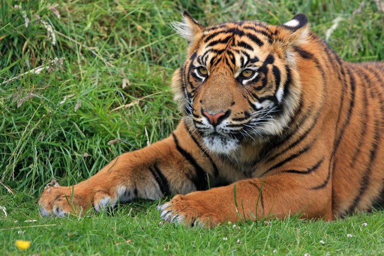 10 Critically Endangered Animal Species in the World - Animal Kingdom