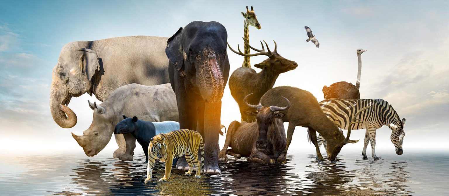 Wildlife Conservation - Animal Kingdom