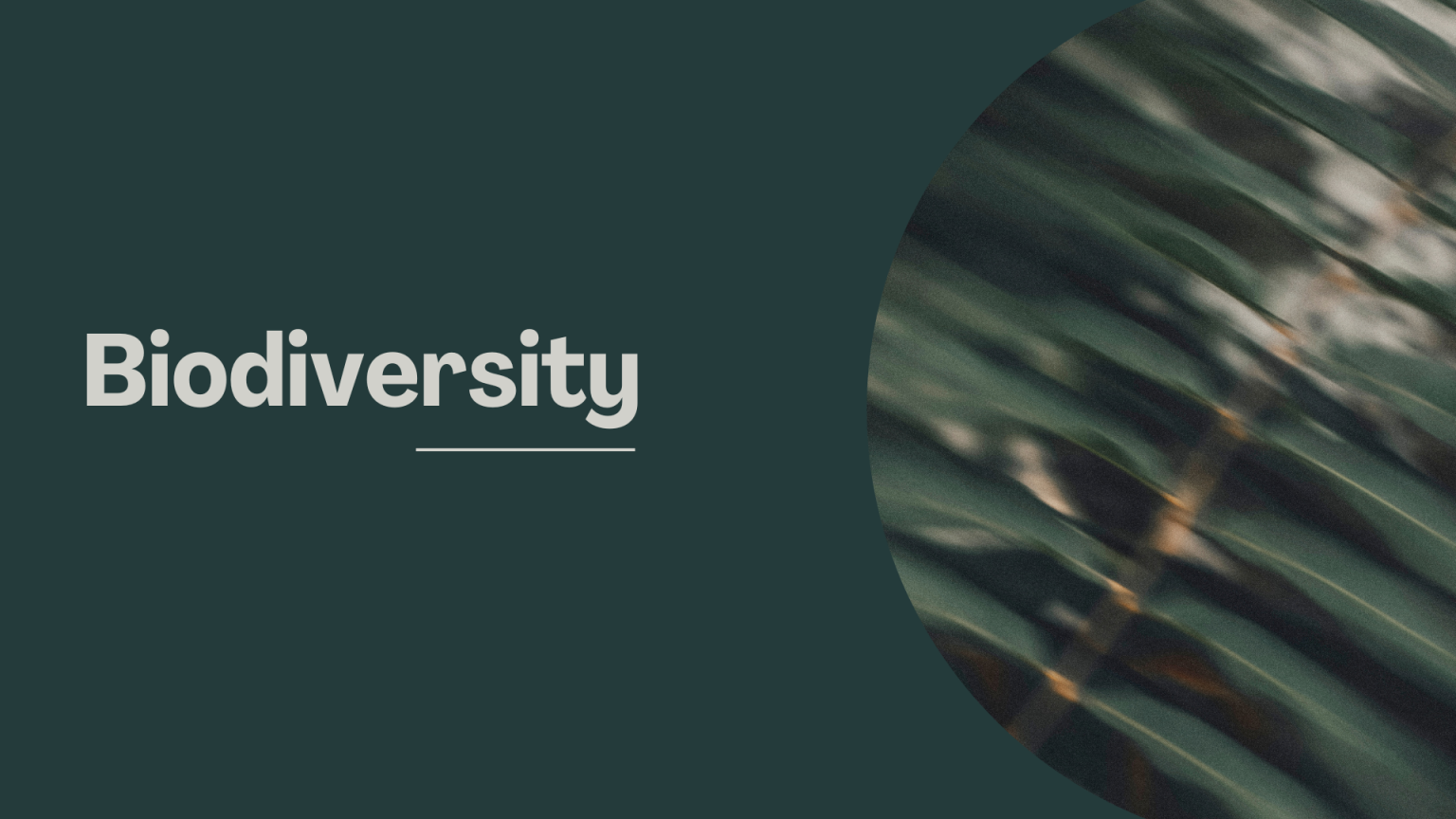 Preserving Biodiversity is Critically Important for Our Planet’s Future ...