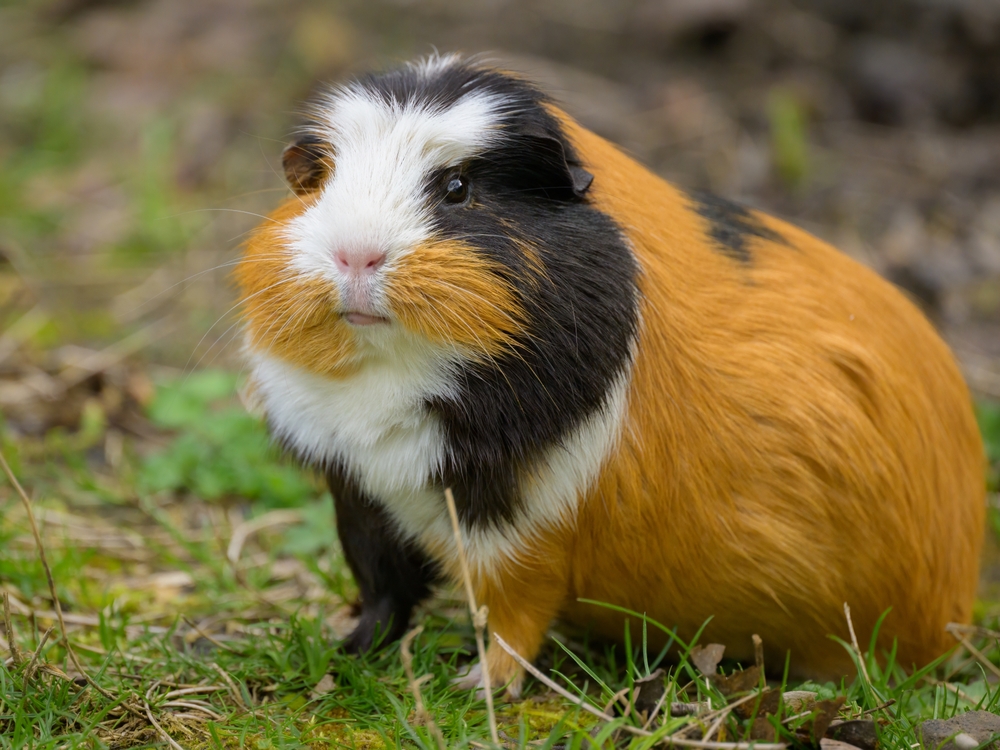 Longhaired Guinea Pig Animal Kingdom Longhaired Guinea Pig Animal Kingdom